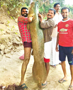 Predator fish spotted in Kerala rivers - Kolkata Wire